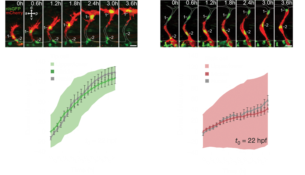 Research Highlights – Herbert Lab